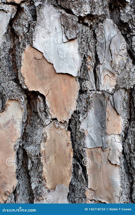 Layered Bark Of A Pine Tree Background Stock Image Image Of Bark Pine 145718733