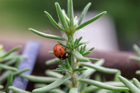 How To Grow And Care For Portulaca Moss Rose