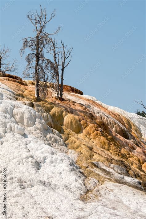 Thermal Springs And Limestone Formations At Mammoth Hot Springs In