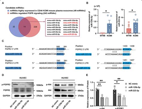 Cd44 Removal Weakens Angiogenic Function Of Plasma Exosomes By