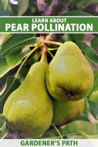 Learn About Pear Tree Pollination Gardeners Path