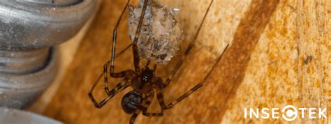 Brown Recluse Spider Eggs