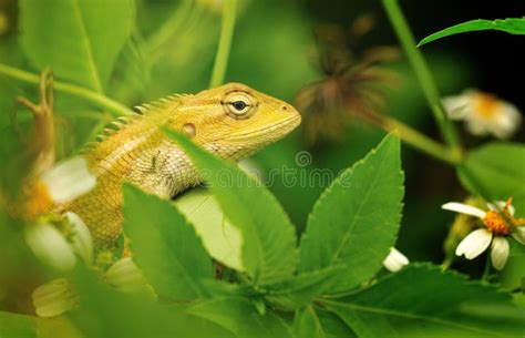 Oriental Garden Lizard Stock Image Image Of Foliage 16025763