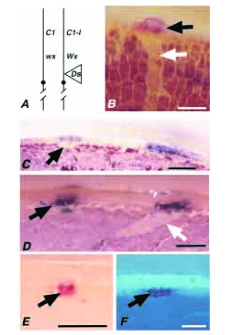 Lineage Analysis Of Aleurone Development A Chromosome Constitution Download Scientific
