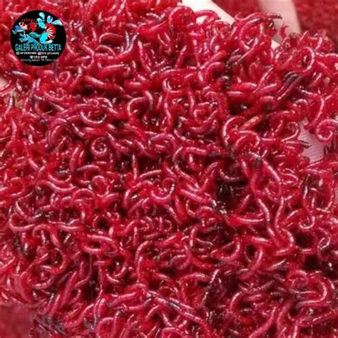 Jual Bloodwormcacing Darah Hidup Cadar Pakan Ikan Jakarta Pusat