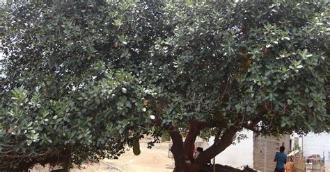Gnanasuriabahavan Academy MANGROVE TREES REMOVE CARBON DIOXIDE FROM