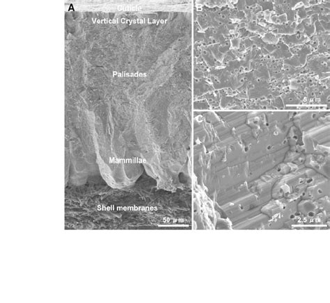 The Eggshell Structure Composition And Mineralization Pdf Download
