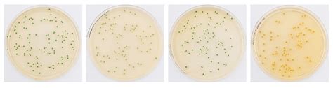 Cronobacter Sakazakii On Cci Comparison Suppliers • Biosistostandard
