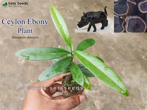 Ceylon Ebony Plant Diospyros Ebenum Rare Sela Seeds