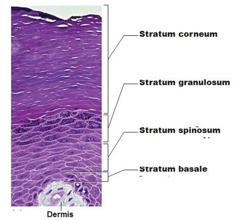 Integumentary System Flashcards Quizlet