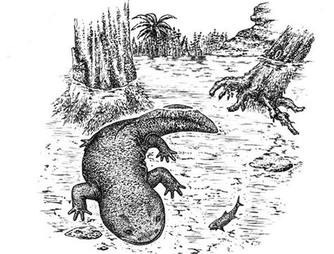 Fossils Of 167 Million Year Old Salamander Were Discovered