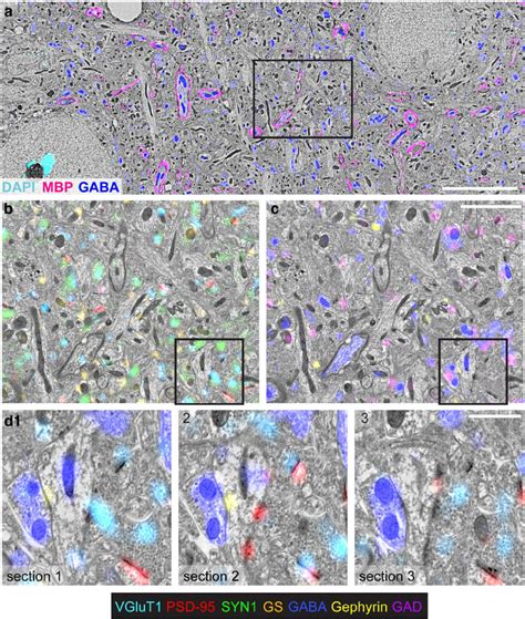 Molecular Multiplexing With Conjugate At A A Large Sem Field Is