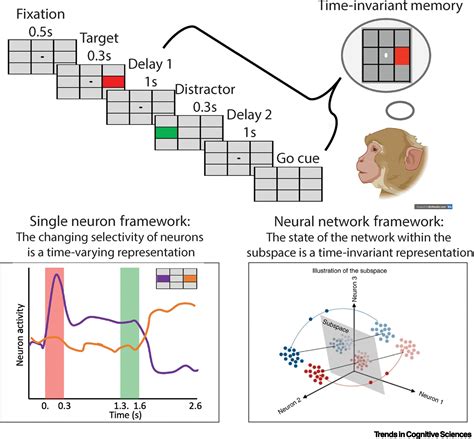 Comparing Representations And Computations In Single Neurons Versus Neural Networks Trends In