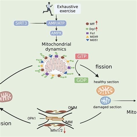 Mechanisms of mitochondrial dynamics after exhaustive exercise. In... | Download Scientific Diagram