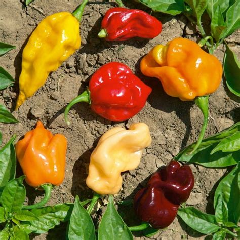 Chile Chiltepin