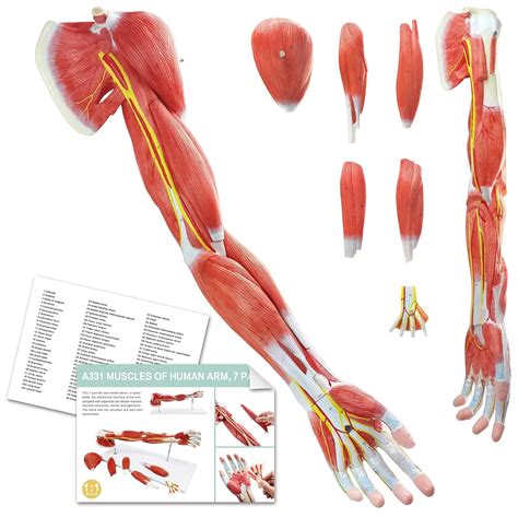 7 Part Human Anatomical Muscular Arm Model For Nepal Ubuy