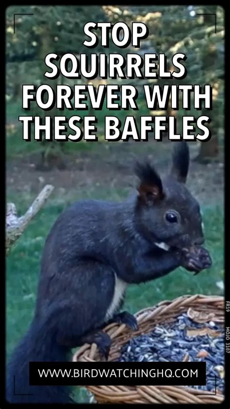 Brilliant Diy Squirrel Proof Bird Feeder Ideas Artofit