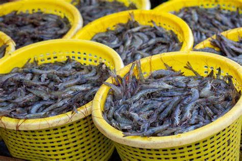 Vannamei 이미지 – 찾아보기 646 스톡 사진, 벡터 및 비디오 | Adobe Stock