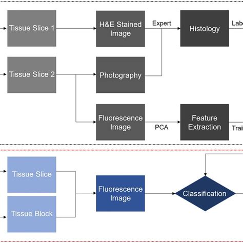 hande staining images left column and machine learning based