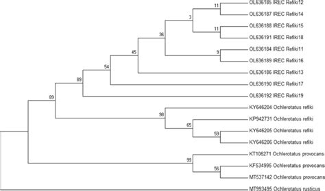Philogenetic Tree Performed With Coi Sequences Described In This Study Philogenetic Tree Performed With Coi Sequences Described In This Study