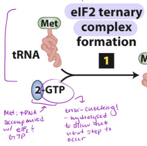 Mcb Lecture Flashcards Quizlet