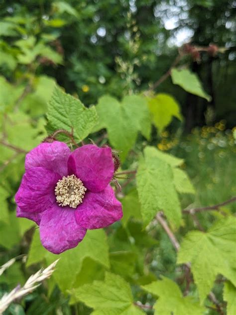 Flowering Raspberry — Whaleback Nursery