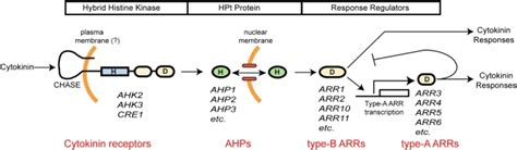 The Perception Of Cytokinin A Story 50 Years In The Making Pmc