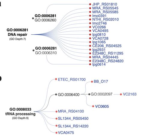 Bacterial Protein Function Prediction Via Multi