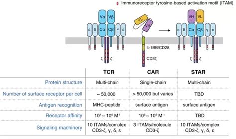 Star T 兼具car T和tcr T优势，治疗实体瘤的新策略 知乎