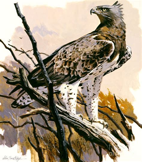 Martial Eagles