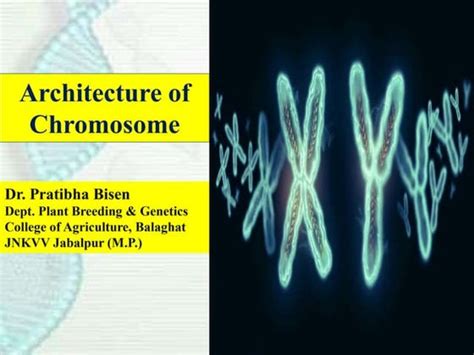 Chromosome Structure And Function Pptx Genetics Science