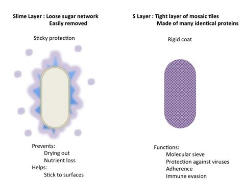Bacterial Slime Layer