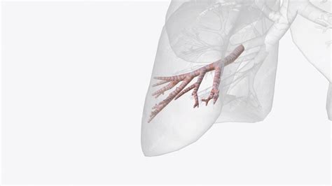 Premium Photo Bronchopulmonary Segmental Anatomy Describes The Division Of The Lungs Into
