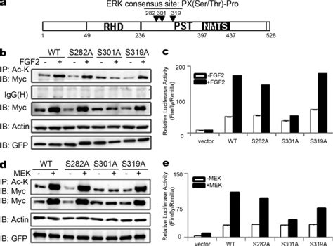 Fgf2 Activated Erk Mitogen Activated Protein Kinase Enhances Runx2