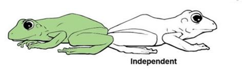 Frog Sex Doubt Rmedicoretards