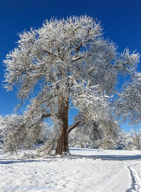 A Winter Walk Among Snow Frosted Trees Celebrate The Snow