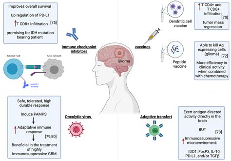 Immunotherapy Strategies In Glioma Left To Right Improved Patient