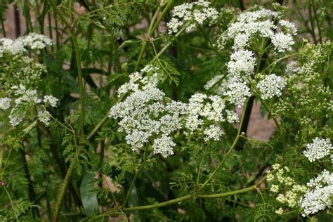 Find These Weeds In Your Washington Yard State Law Says You Should
