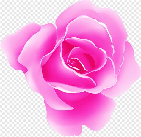 Jardín Rosas Rosa Col Rosa Playa Rosa Floribunda Color Png Pngegg