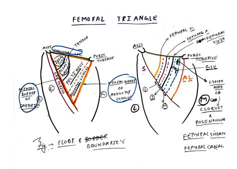 Femoral Ring Tcml The Charsi Of Medical Literature