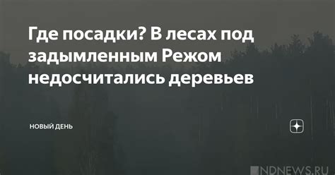 Где посадки В лесах под задымленным Режом недосчитались деревьев Новый День Дзен