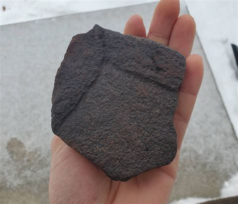 Monstrous Fossilized Turtle Shell Section Florida Fossil Etsy