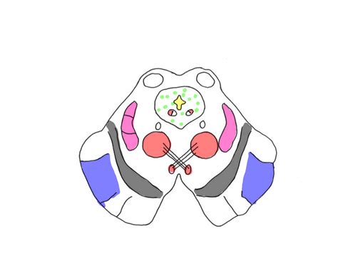 Transverse Section Through The Rostral Midbrain At The Level Of Superior Colliculus Diagram