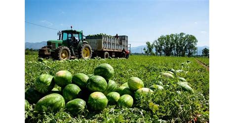 Нестабилното време се отразява на производството и пазара на дини в Италия Български Фермер