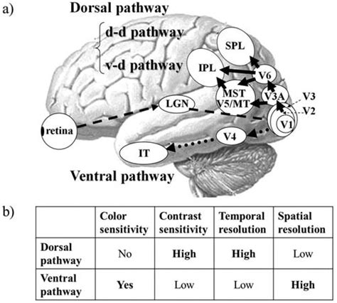 Schematic Representation A And Summary Of Physiological Download Scientific Diagram