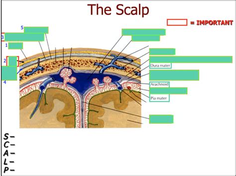The Scalp Diagram Quizlet