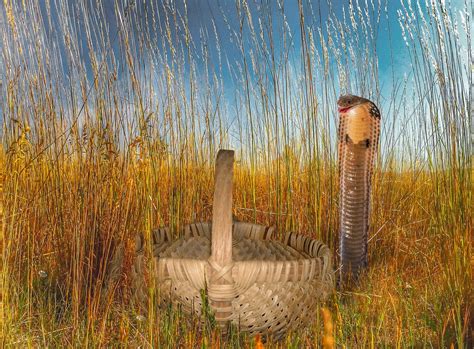 Безплатна снимка дърво природа прерия слънчева светлина размисъл есен селско стопанство