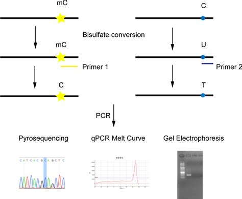 the basic workflow for dna methylation analysis download scientific