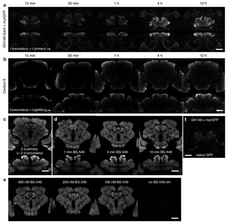 Figure S5 Ultrafast And Homogeneous Tag Based Tissue Staining