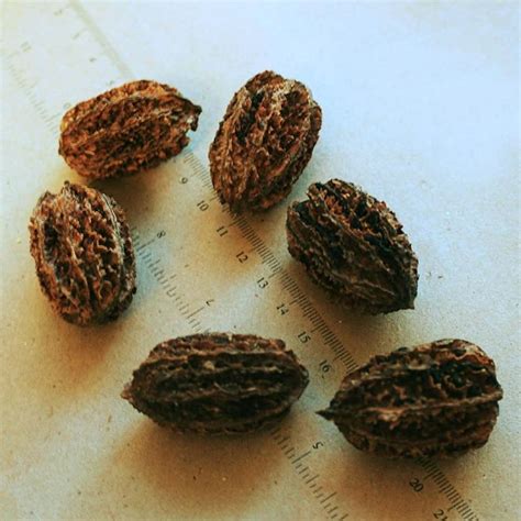 Butternut Tree For Sale 1 2 Bare Root Seedling Tree